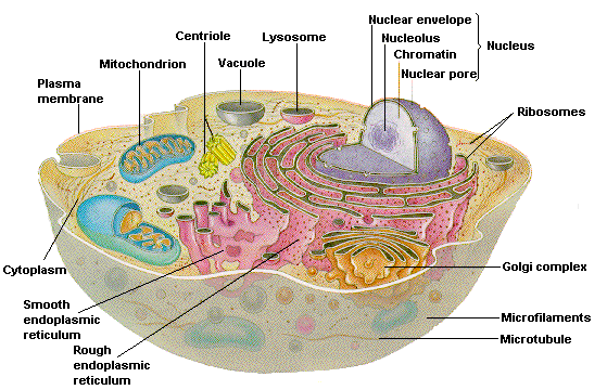 Eukaryotic Cell Structure Microbiology Assignment Help eukaryotic-cell-structure-microbiology-assignment-help